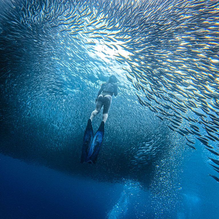Freediving Tour at Napaling Reef and the Sardines